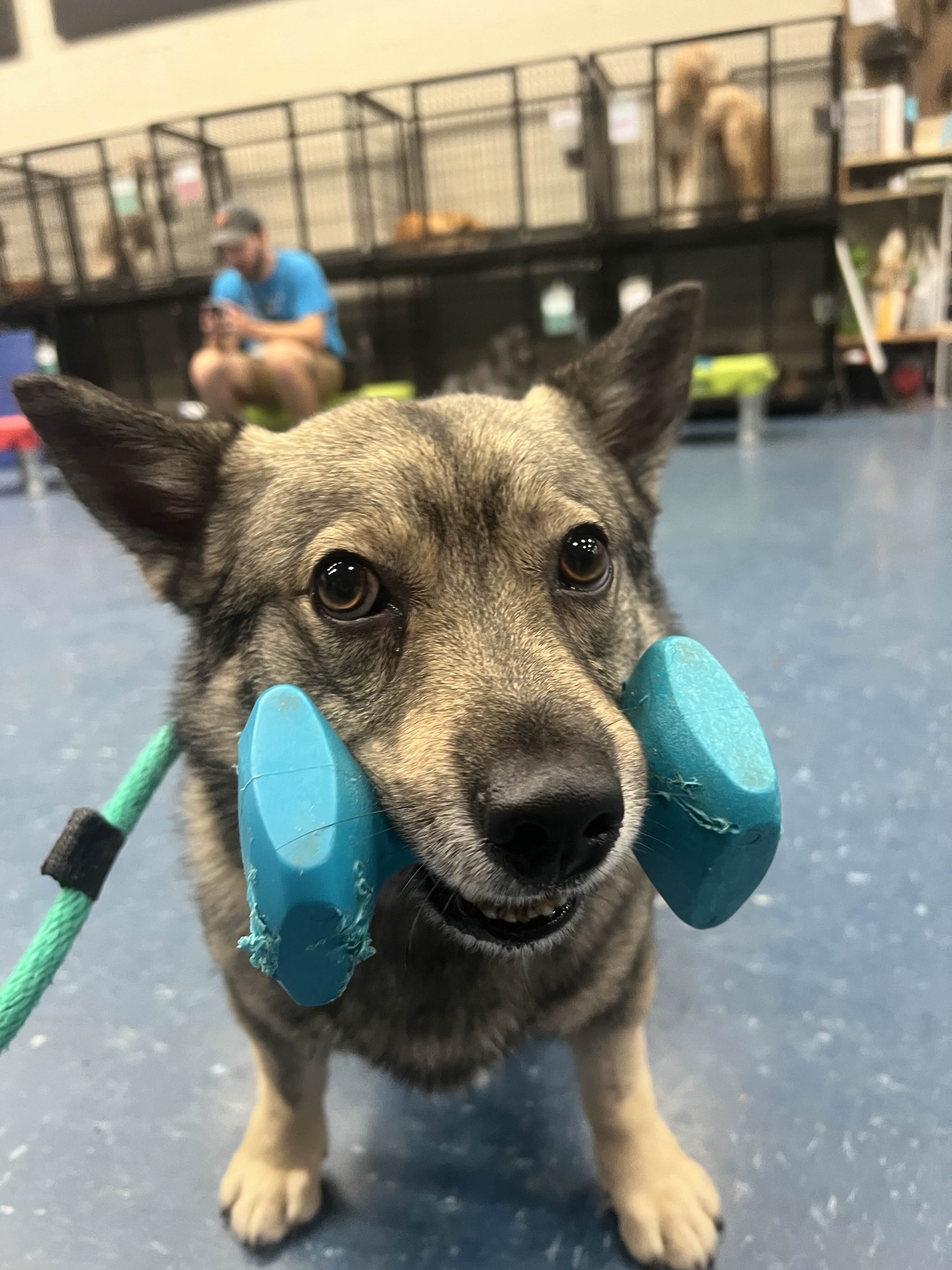 Advanced Dog Training Classes | Leash Free Living